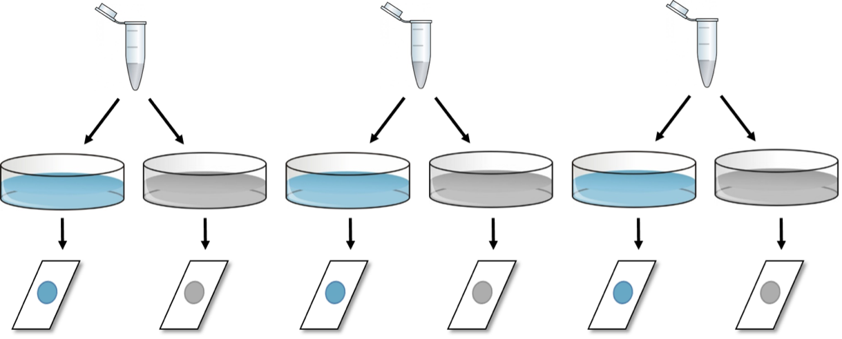 Accurate design of in vitro experiments – why does it matter? - paasp ...