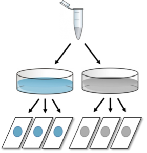 Accurate design of in vitro experiments – why does it matter? - paasp ...